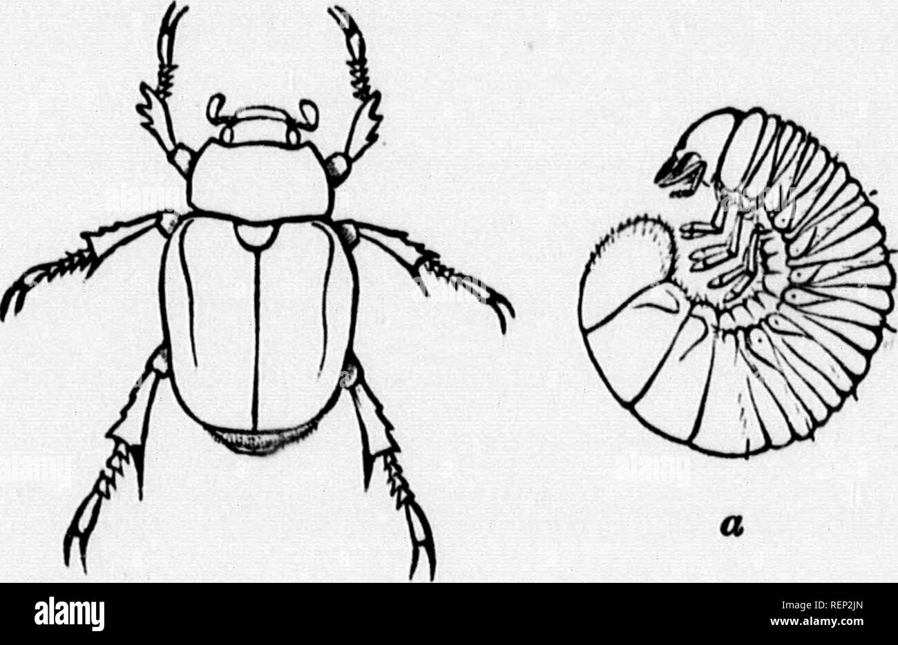 . A textbook of invertebrate morphology [microform]. Invertebrates ...