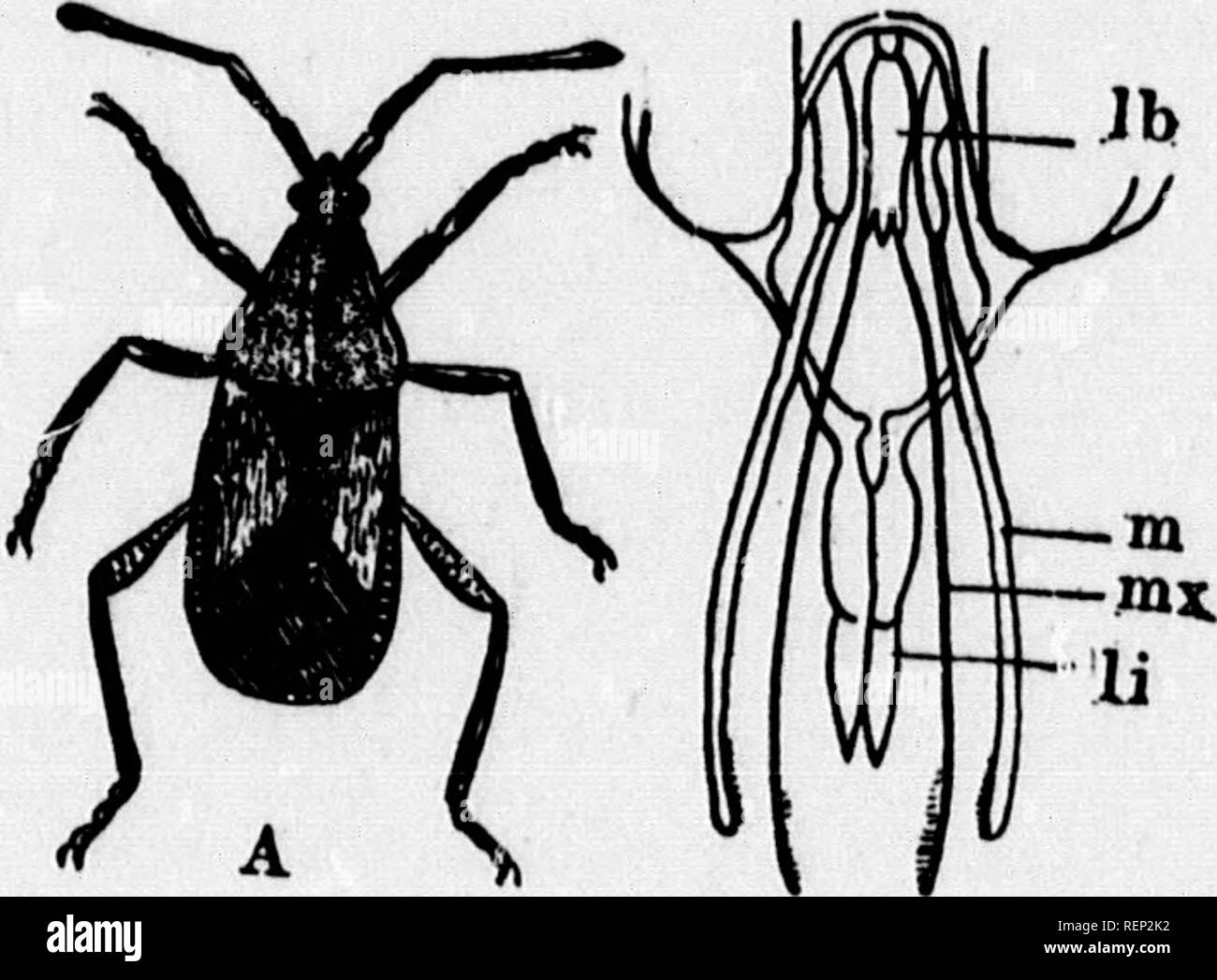 Skeletal structure adapted hi-res stock photography and images - Alamy