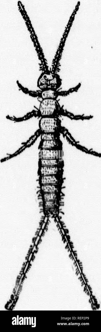 . A textbook of invertebrate morphology [microform]. Invertebrates ...
