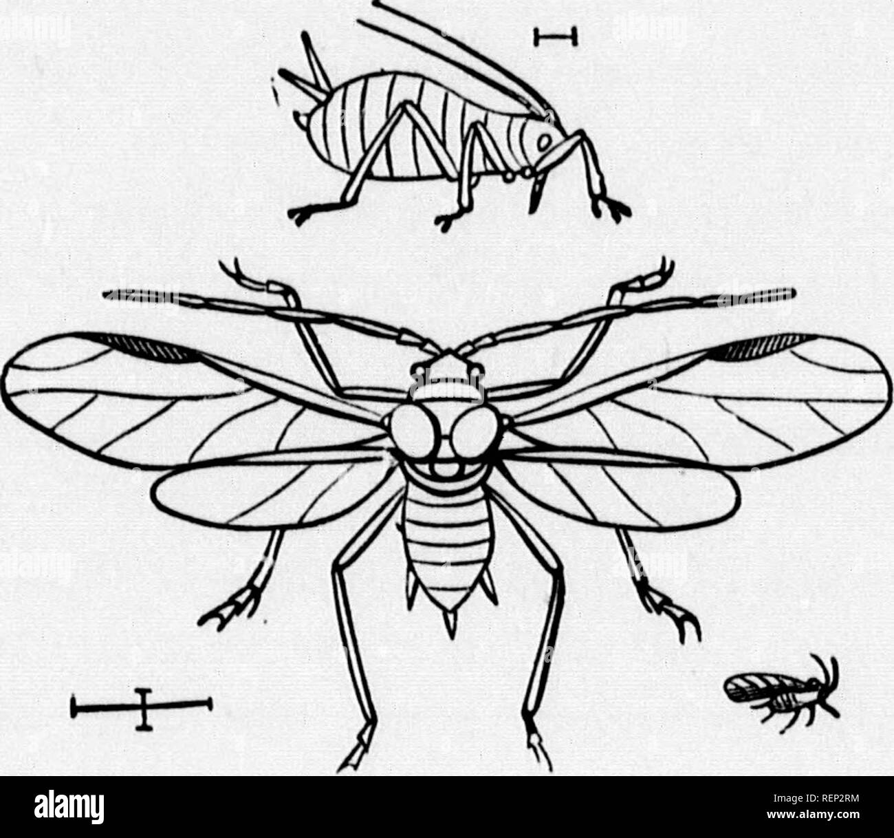 . A textbook of invertebrate morphology [microform]. Invertebrates ...