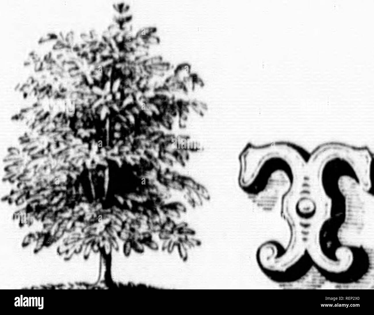 . The trees of America [microform] : native and foreign, pictorially ...