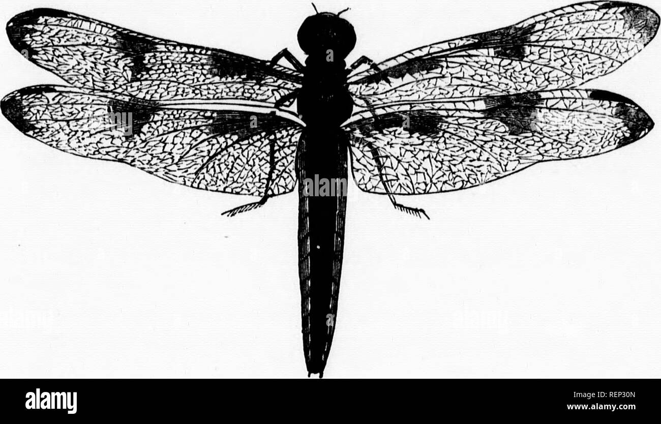 Orthoptera order Black and White Stock Photos & Images - Alamy