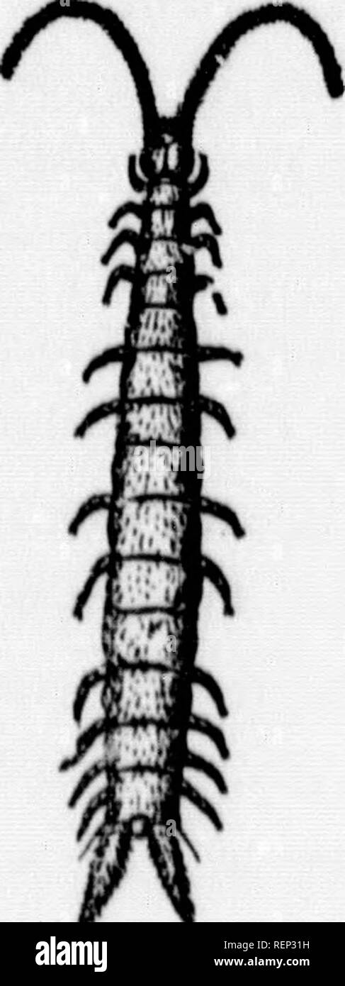 Small dorsal plates hi-res stock photography and images - Alamy