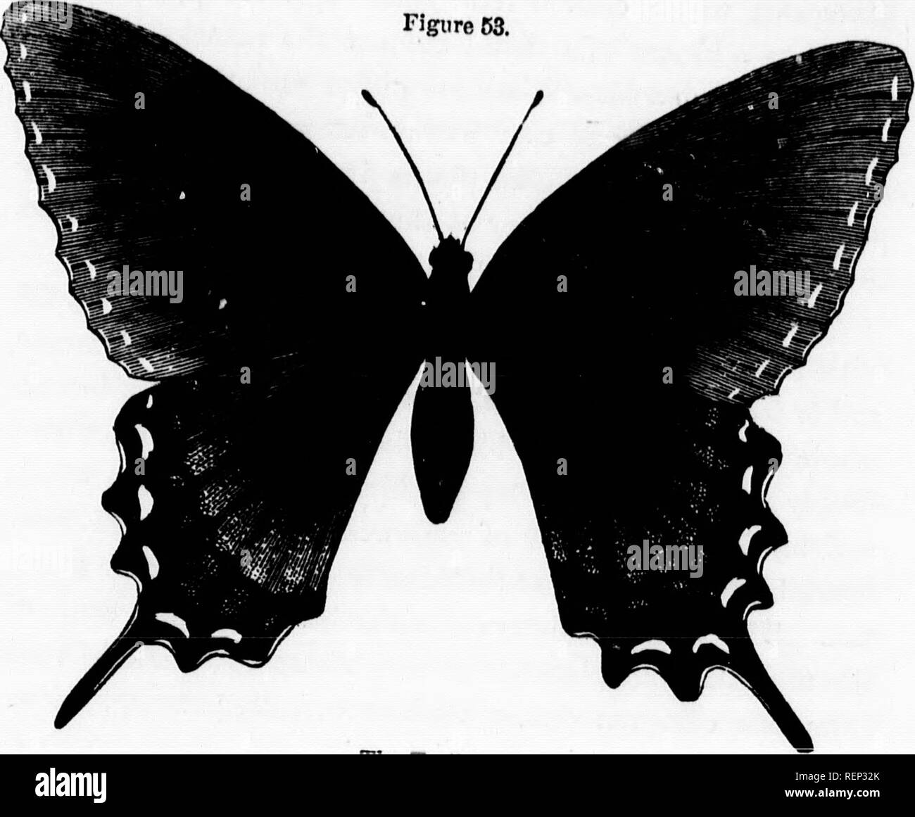 Tauon hi-res stock photography and images - Alamy