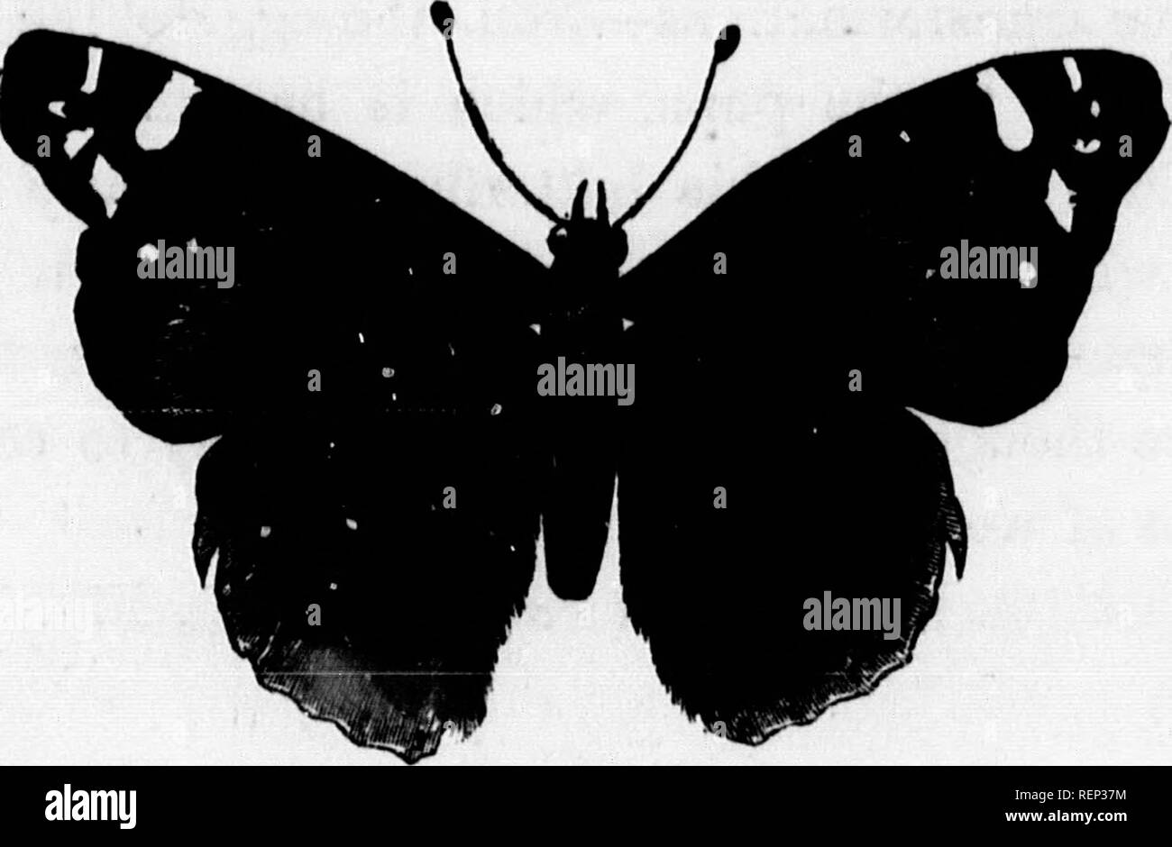 Butterfly morphology Black and White Stock Photos & Images - Alamy