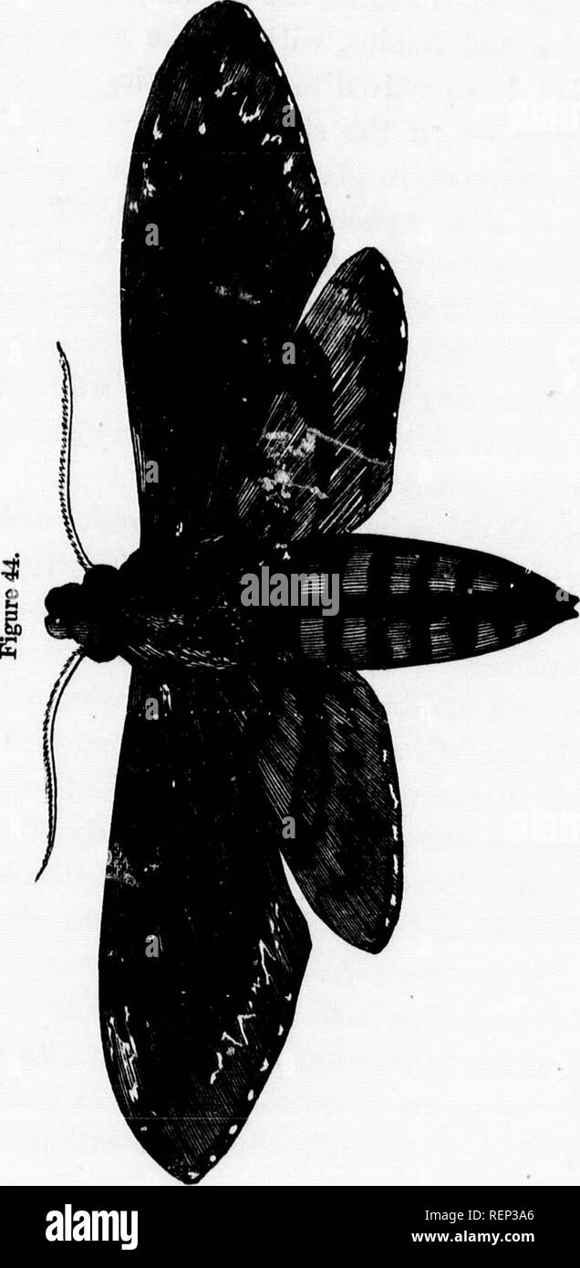 Membrane winged insects hi-res stock photography and images - Alamy