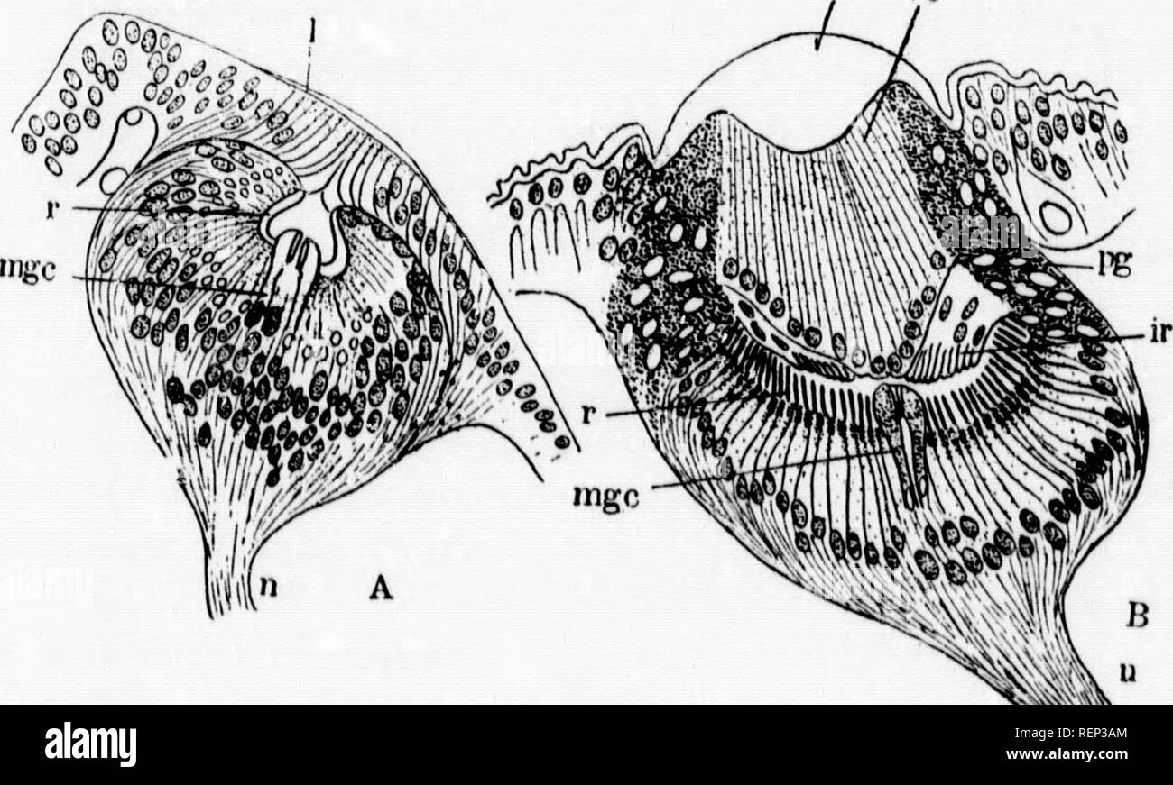 . A textbook of invertebrate morphology [microform]. Invertebrates ...