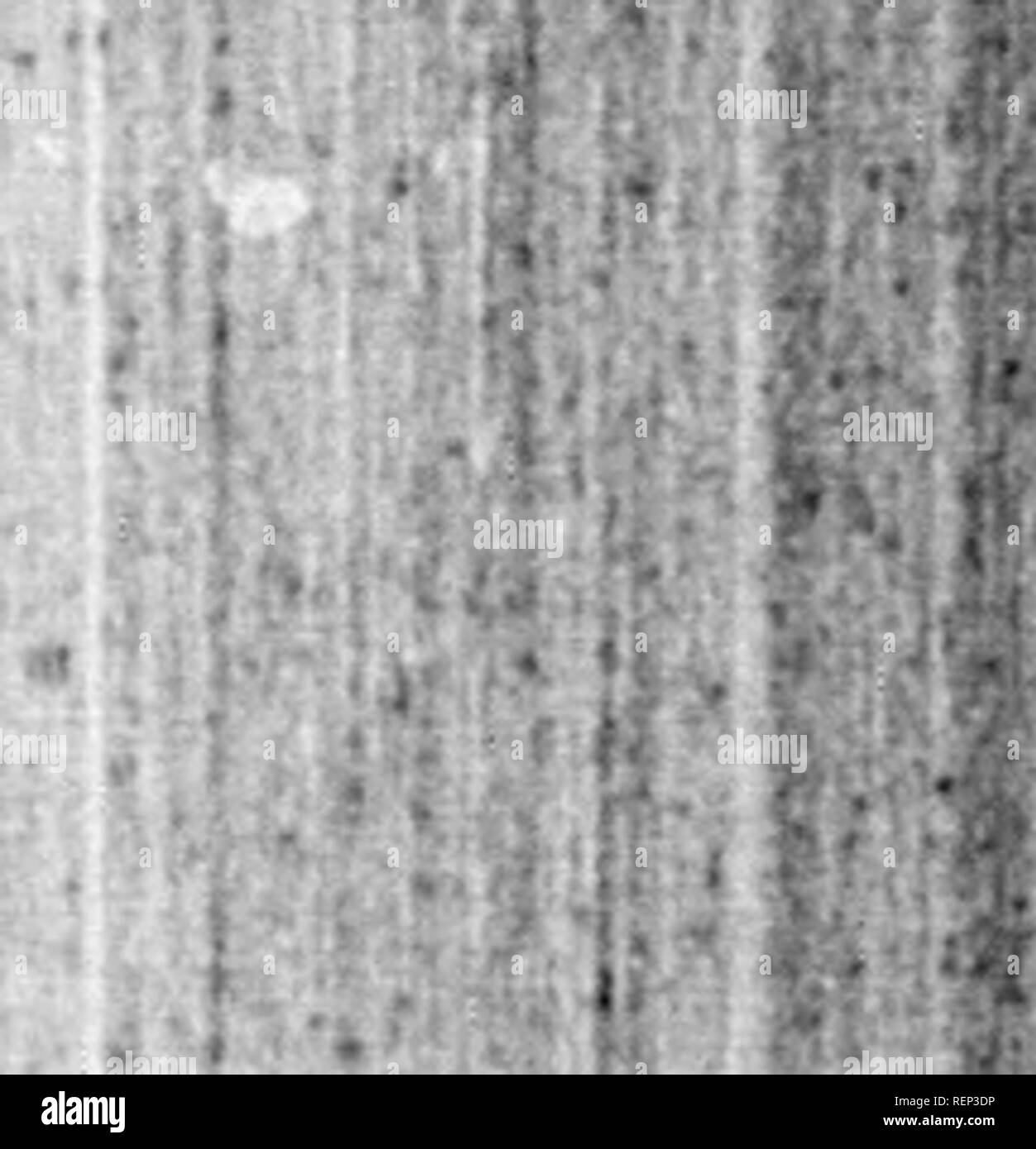 . Synopsis of the neuroptera of North America [microform] : with a list ...