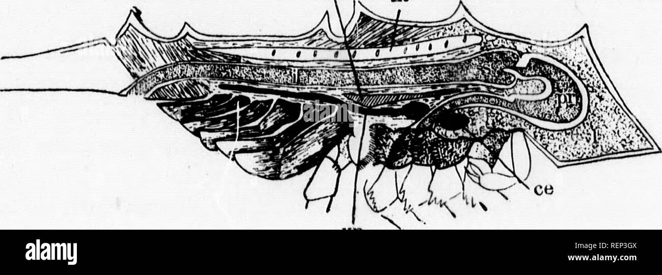 . A textbook of invertebrate morphology [microform]. Invertebrates ...