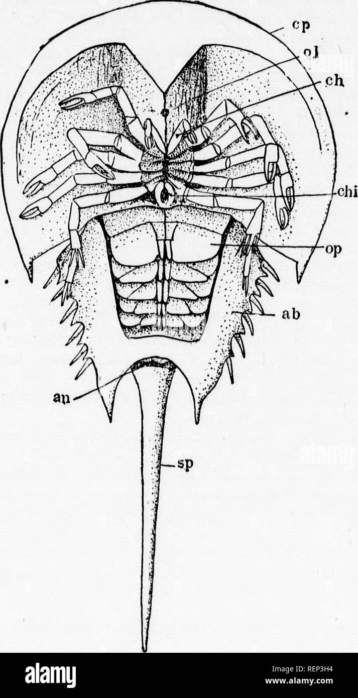 . A textbook of invertebrate morphology [microform]. Invertebrates ...