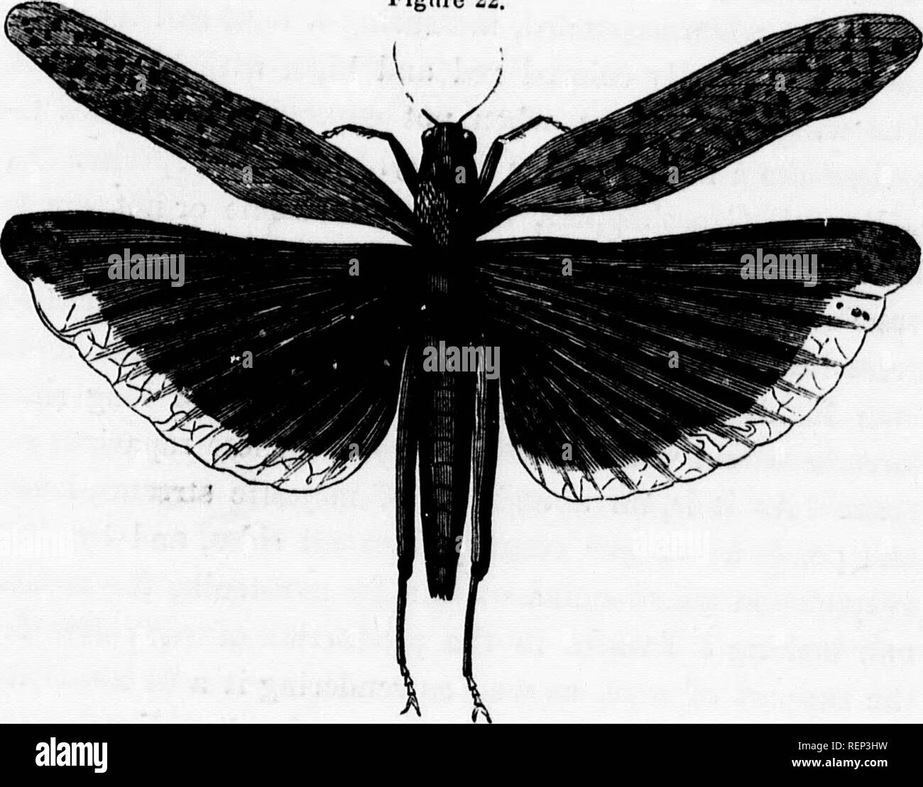 Death to insects Black and White Stock Photos & Images - Alamy