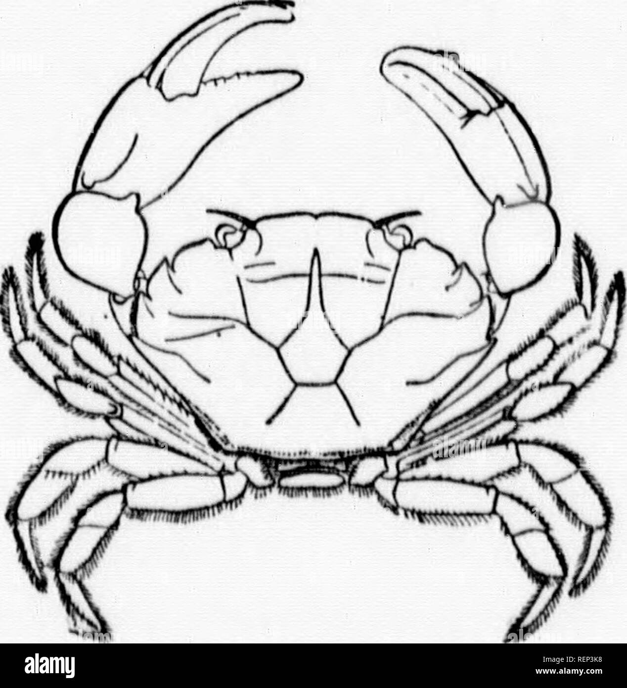 Cylindrical morphology hi-res stock photography and images - Alamy