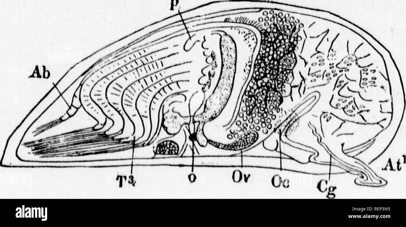. A textbook of invertebrate morphology [microform]. Invertebrates ...
