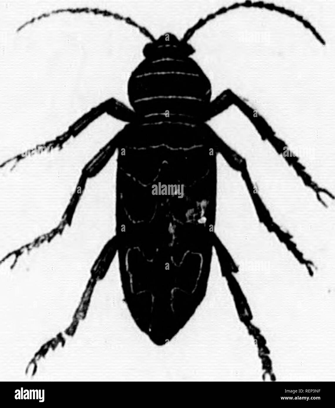 . The life of North American insects [microform]. Insects; Insectes ...