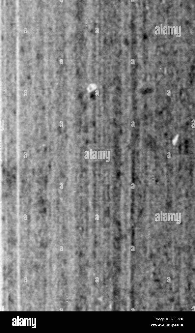 Pterostigma Black and White Stock Photos & Images - Alamy