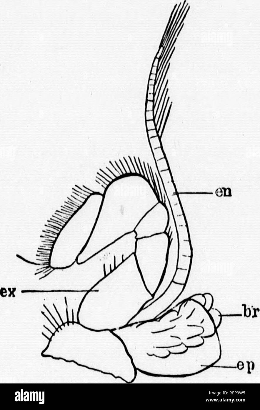 . A textbook of invertebrate morphology [microform]. Invertebrates ...