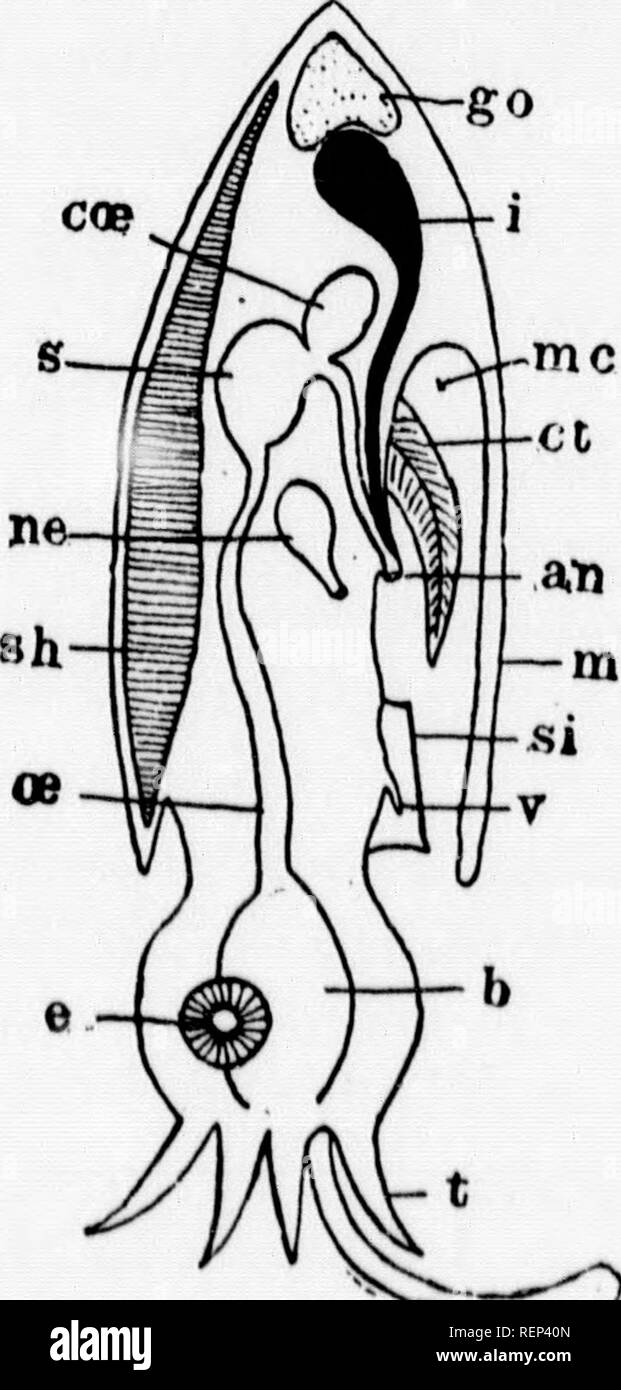 . A textbook of invertebrate morphology [microform]. Invertebrates ...