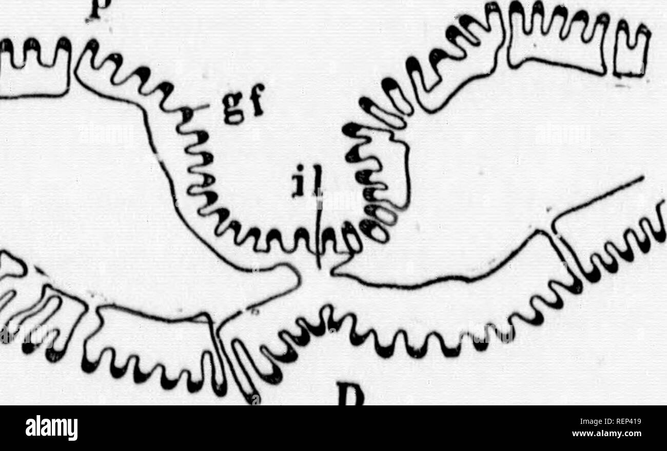 Gill filament hi-res stock photography and images - Alamy