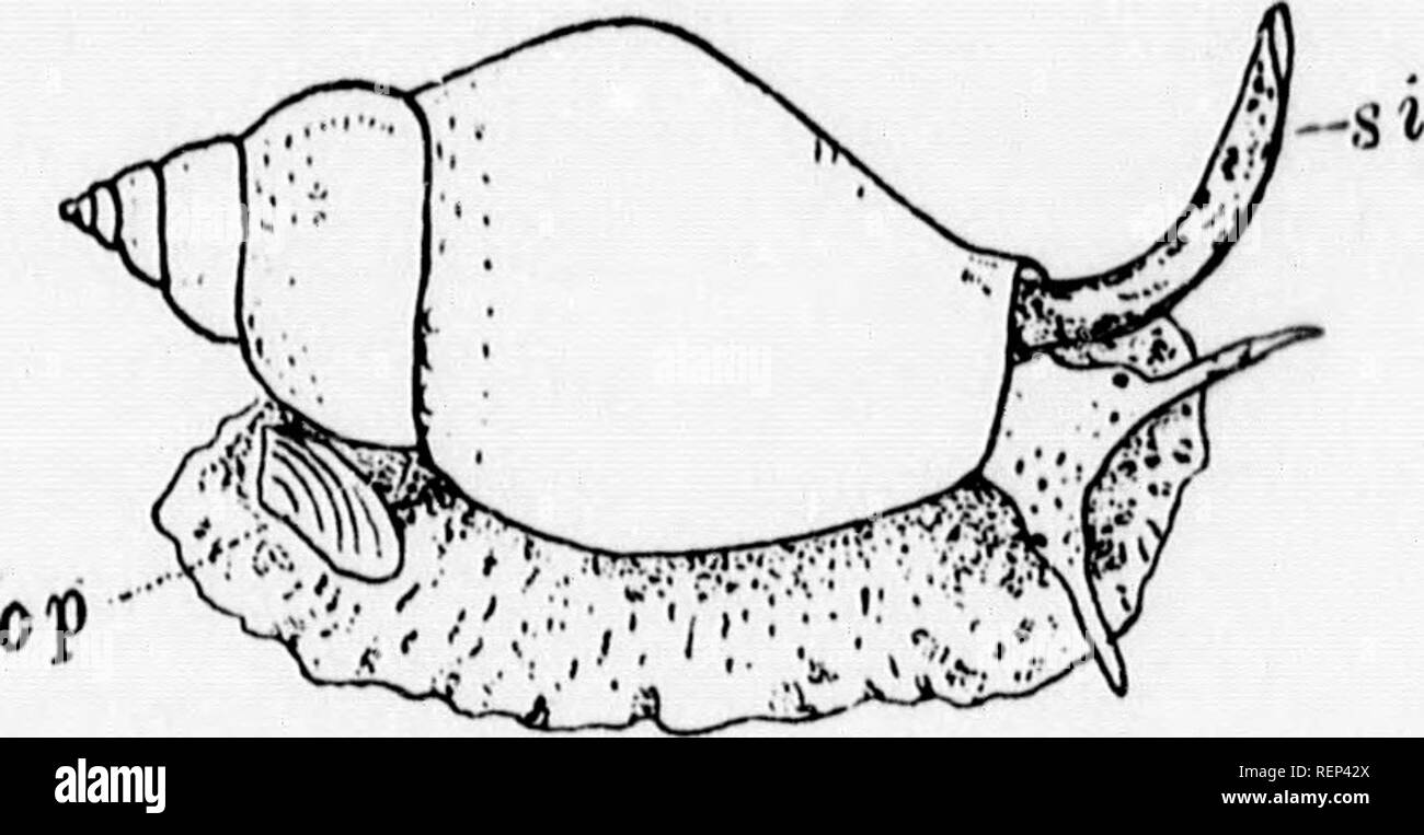 Pelecypoda Black and White Stock Photos & Images - Alamy