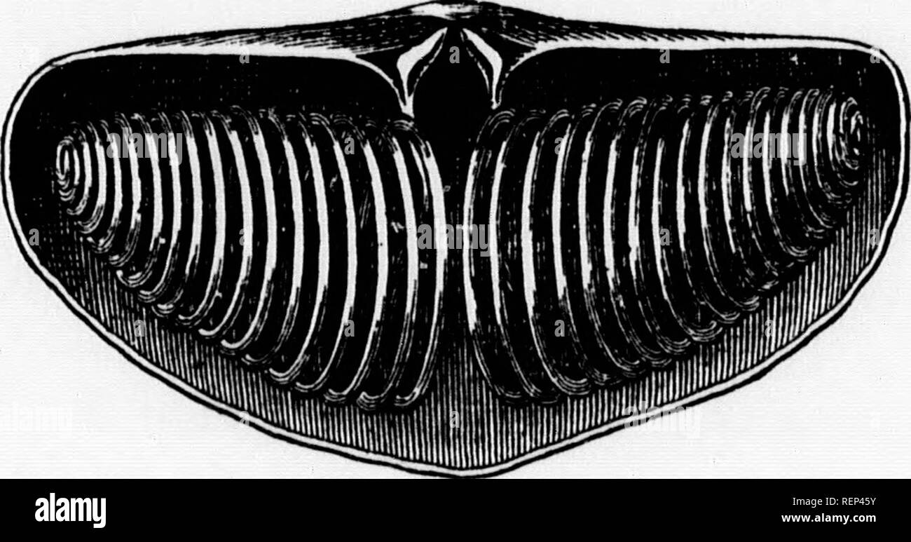 . A textbook of invertebrate morphology [microform]. Invertebrates ...