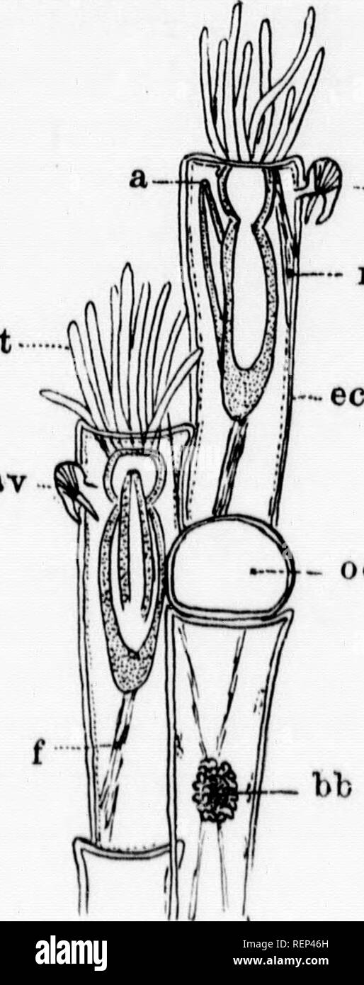 Cylindrical morphology hi-res stock photography and images - Alamy