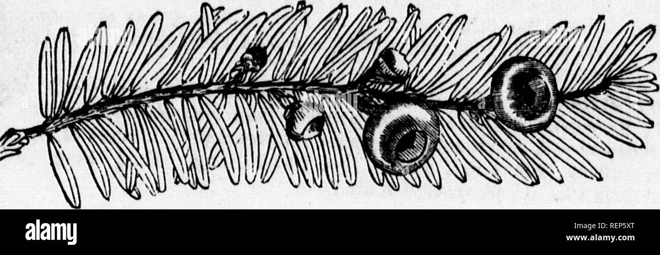 . Class-book of botany [microform] : being outlines of the structure ...