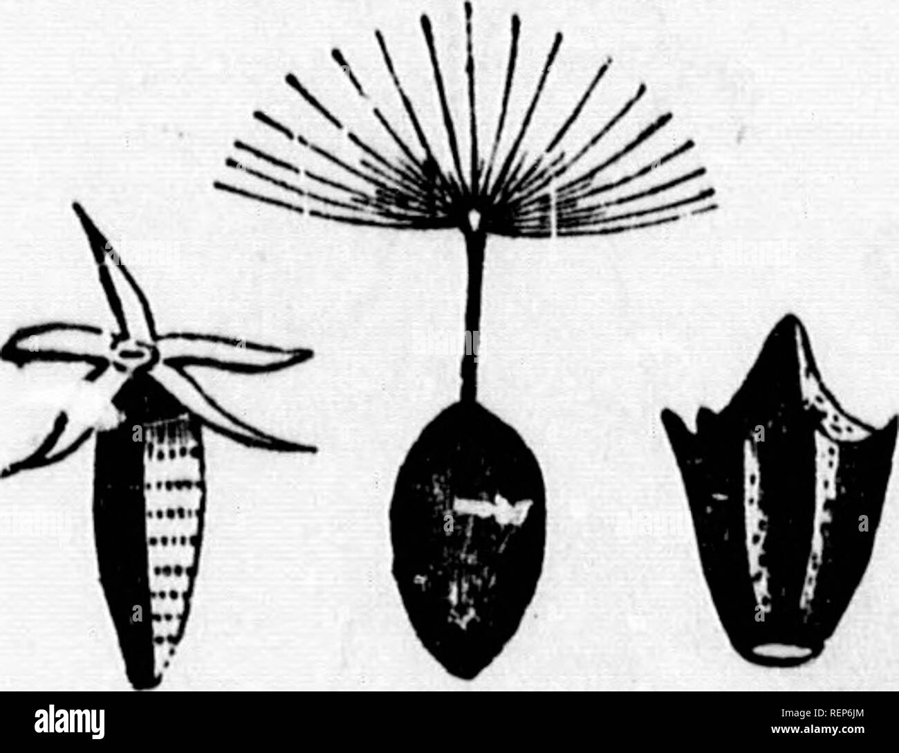 Catmint flowers Black and White Stock Photos & Images - Alamy