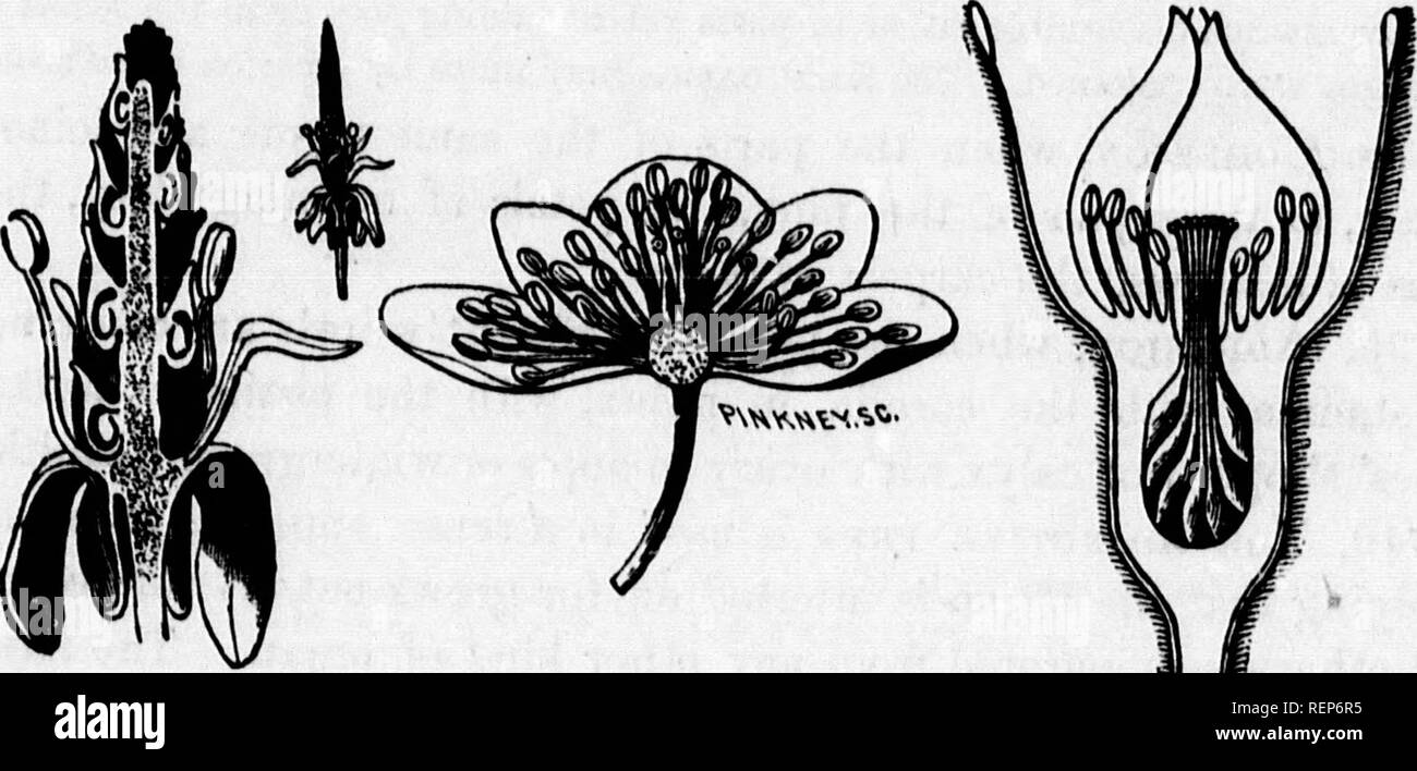 Pea flower structure Black and White Stock Photos & Images - Alamy