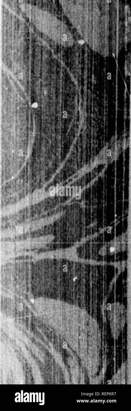 Scientific documentation of mollusks Black and White Stock Photos ...