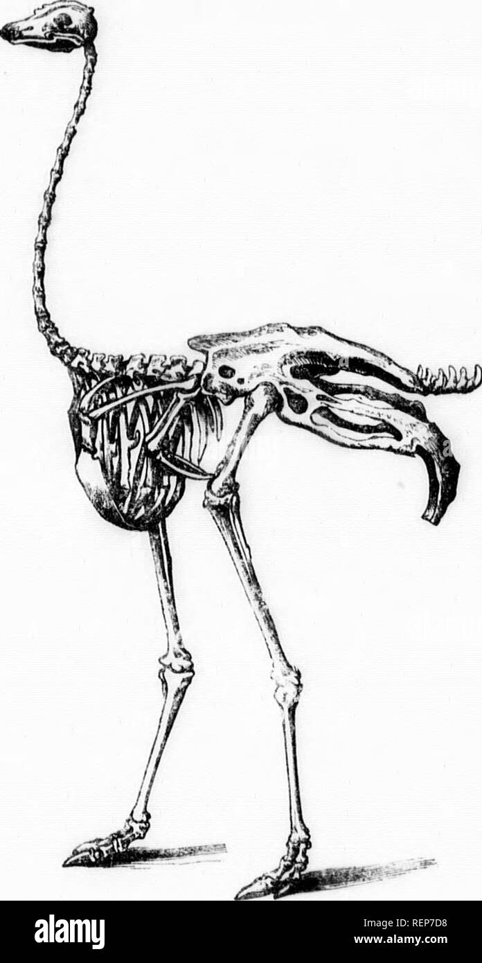 . The illustrated natural history [microform]. Birds; Natural history ...