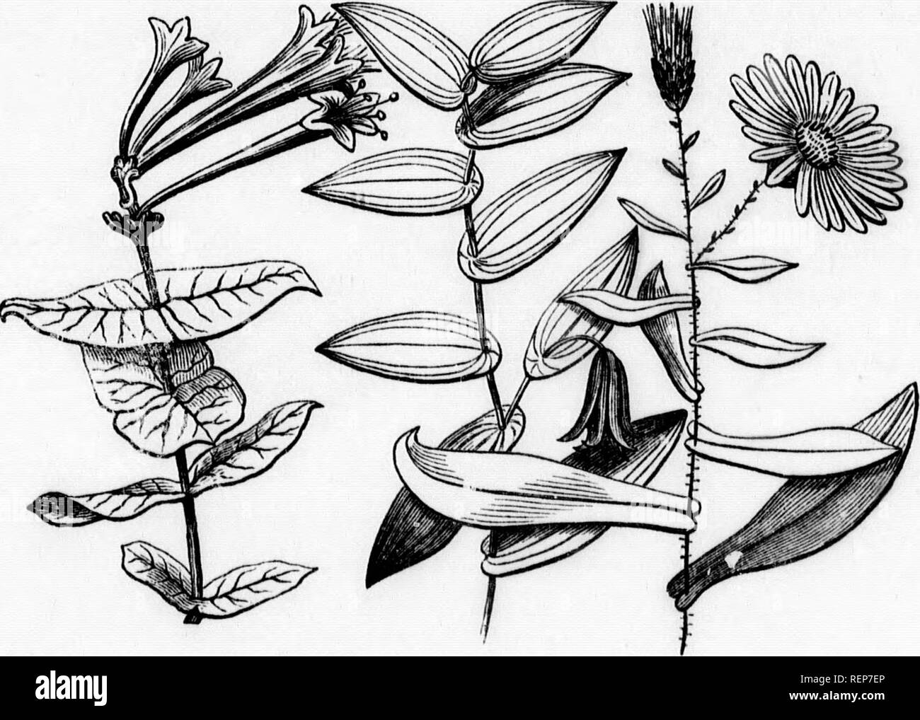 Ternate tree hi-res stock photography and images - Alamy