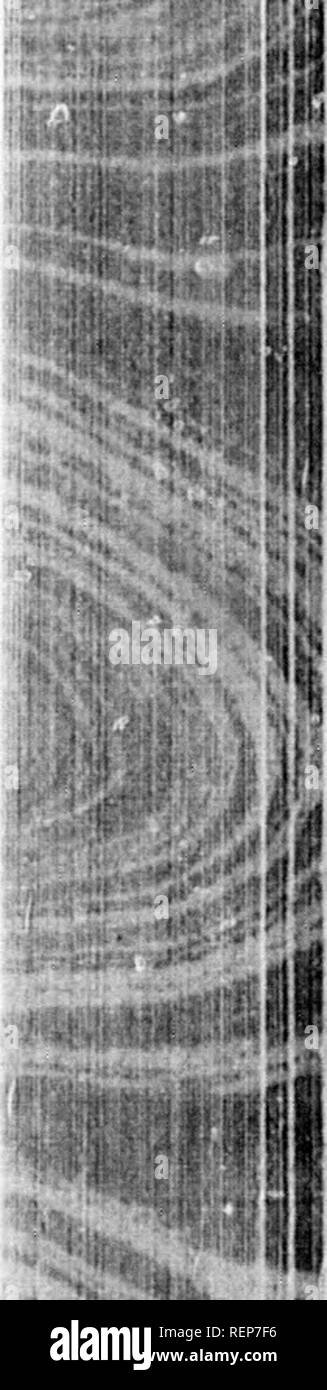 Vile Meat High Resolution Stock Photography and Images - Alamy