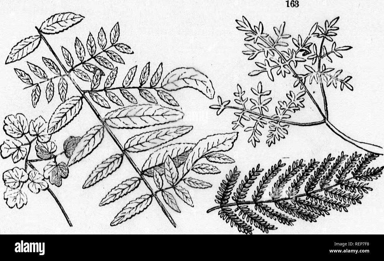 Plants compound leaf structure Black and White Stock Photos & Images ...