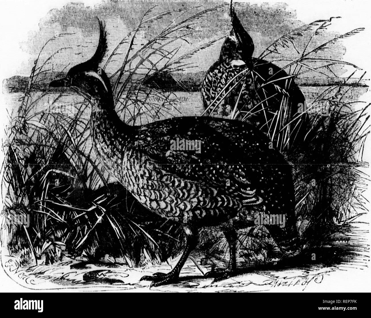 . The illustrated natural history [microform]. Birds; Natural history ...