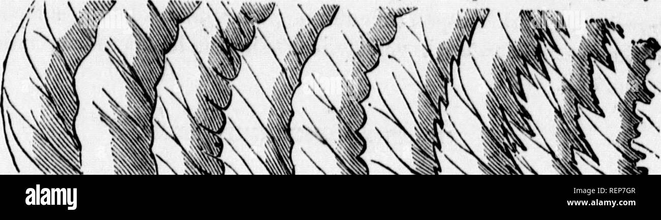 Awl shaped leaves Black and White Stock Photos & Images - Alamy