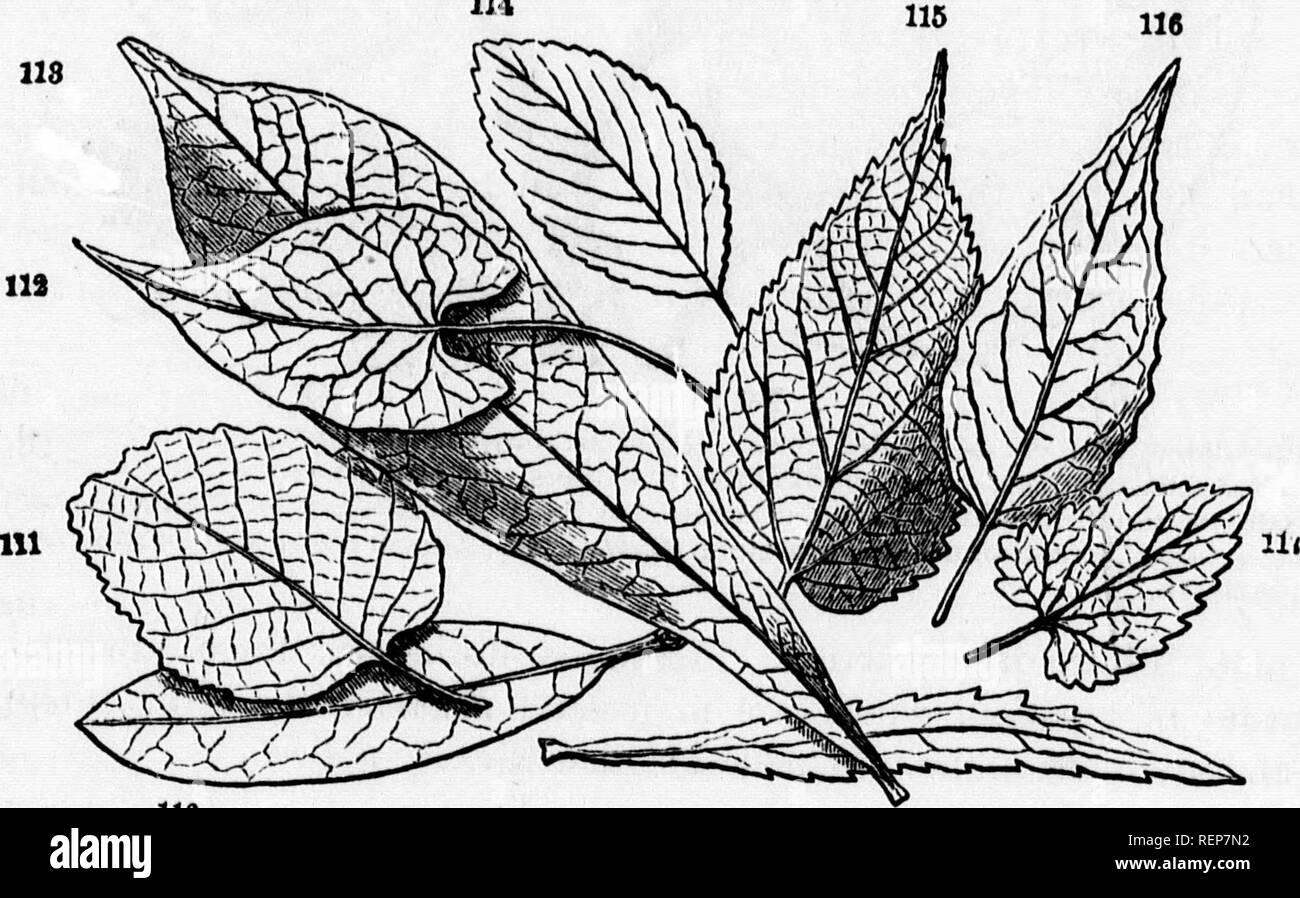 Palmate leaf venation Black and White Stock Photos & Images - Alamy