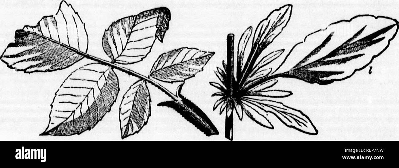 Decurrent leaves Black and White Stock Photos & Images - Alamy