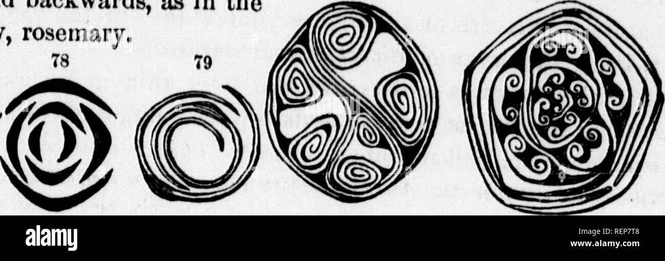 . Class-book of botany [microform] : being outlines of the structure ...