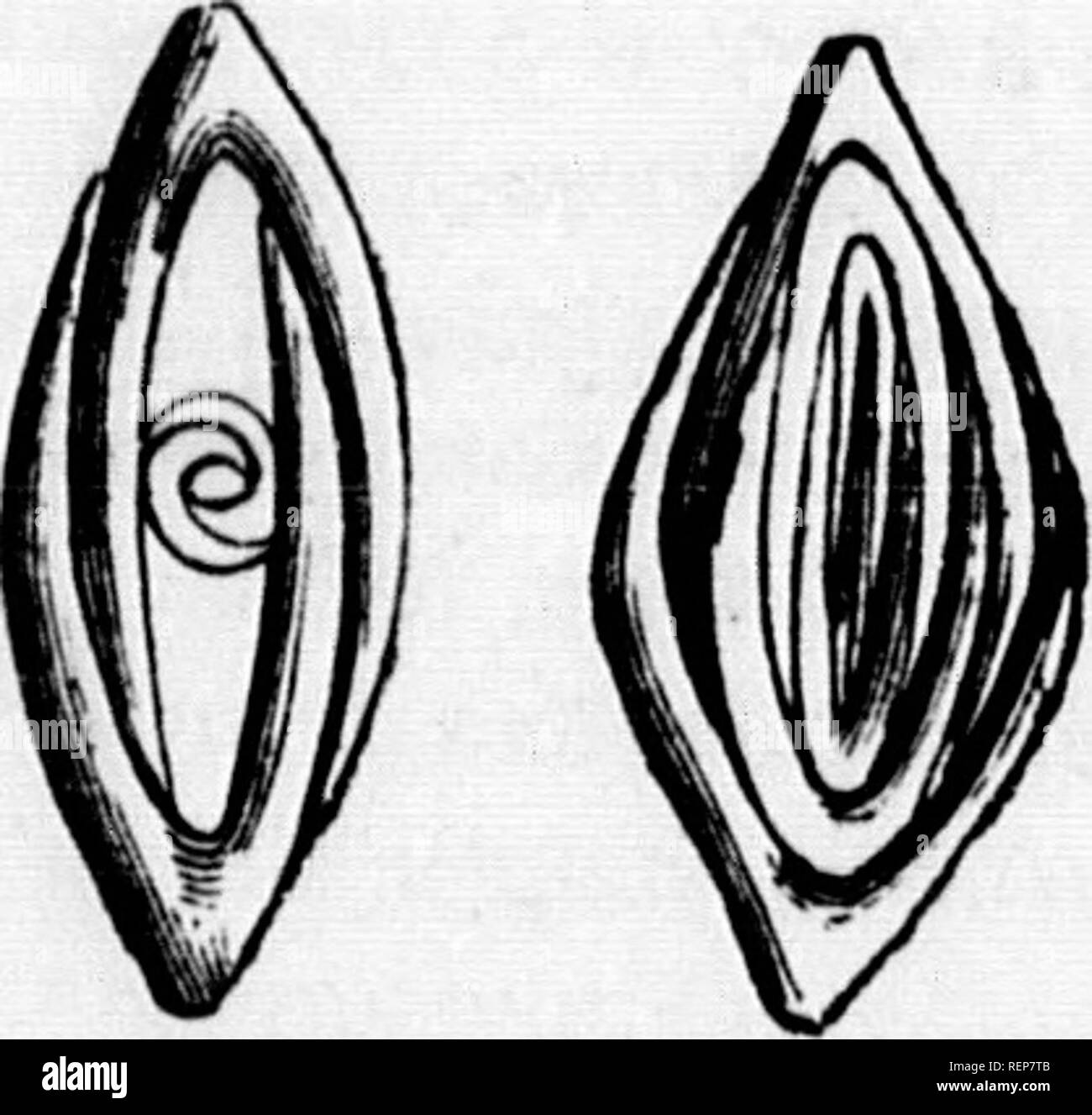 Tulip classification hi-res stock photography and images - Alamy