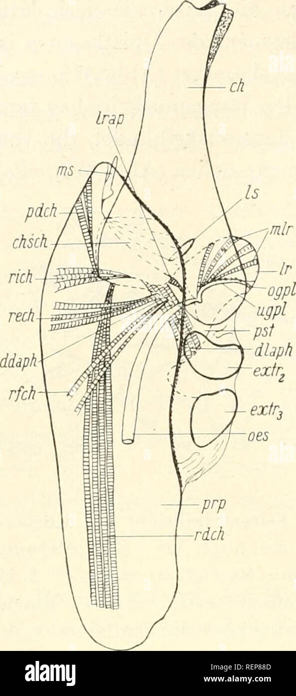 Palpigradi hi-res stock photography and images - Alamy