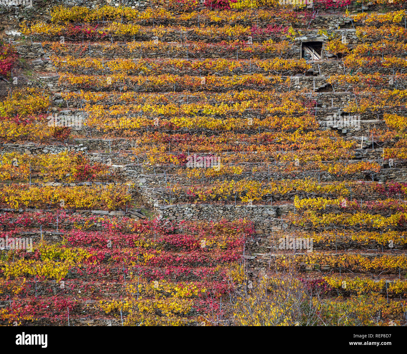 Red and yellow tones in the vines of Mencía grape from the Ribeira ...