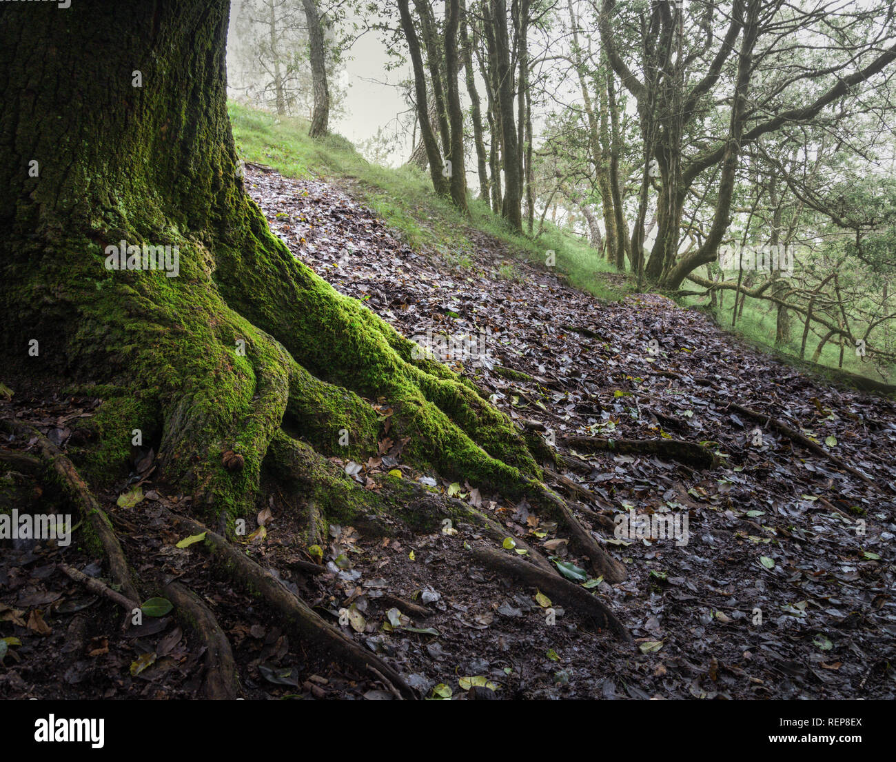 Deep green holly hi-res stock photography and images - Alamy