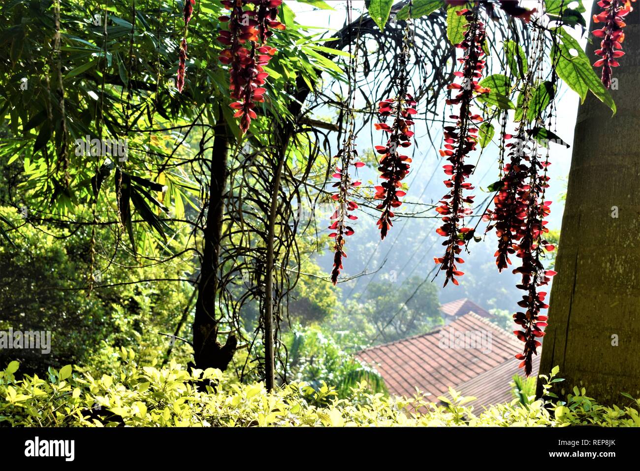 Hill Station Wayanad Stock Photo - Alamy