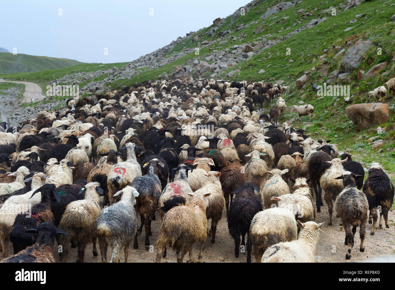 Sheep herd rear view hi-res stock photography and images - Alamy