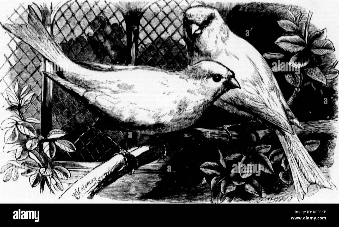 Dead canary cage hi-res stock photography and images - Alamy