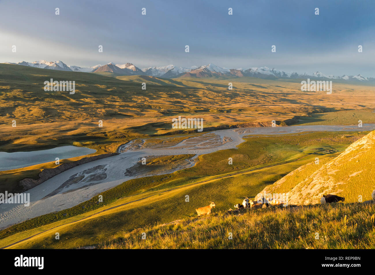 Goats grazing on slope, Sary Jaz valley, Issyk Kul region, Kyrgyzstan ...