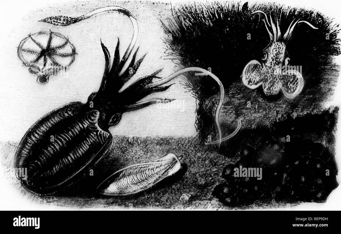 . The illustrated natural history [microform]. Reptiles; Fishes ...