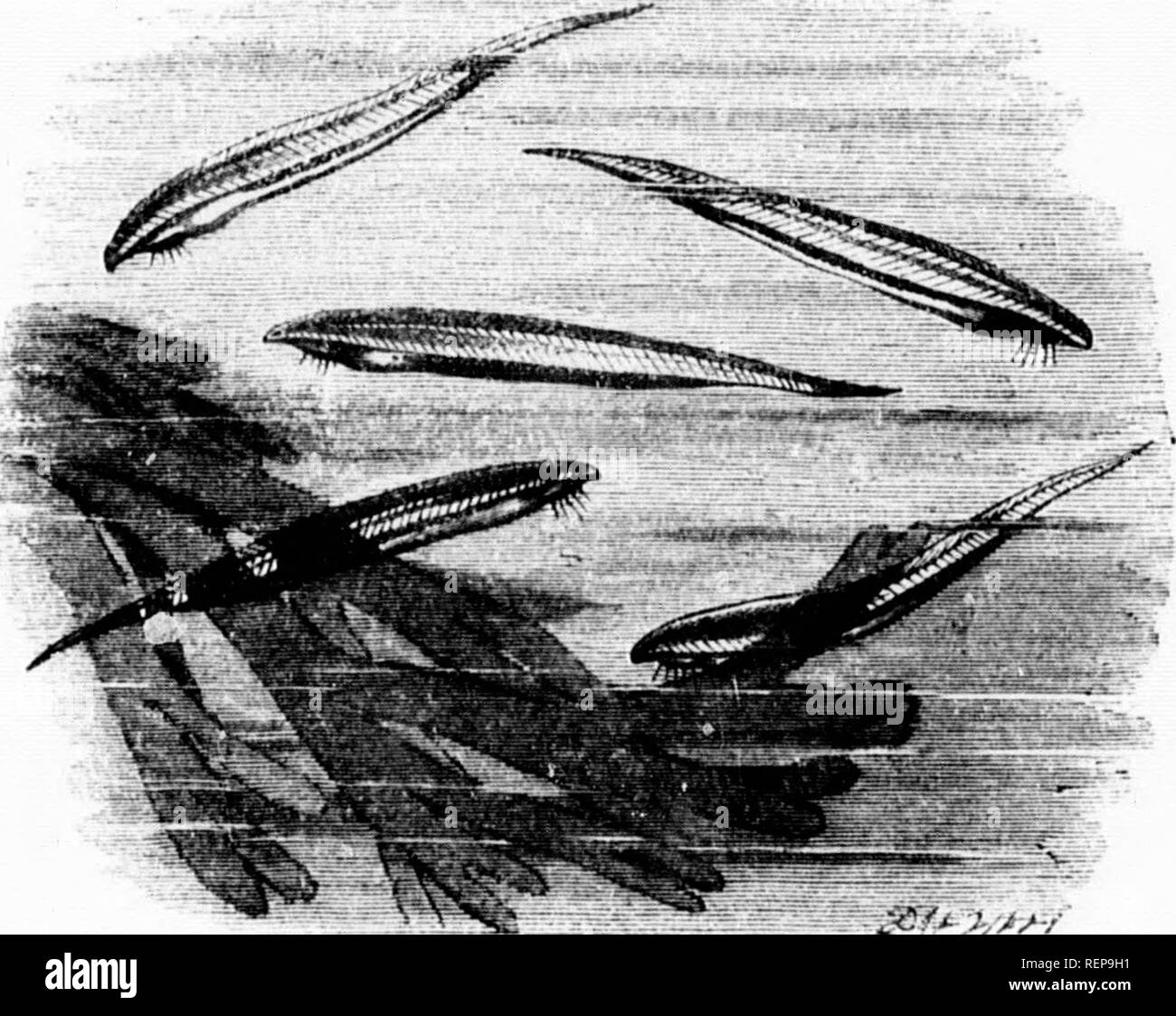 Habus hi-res stock photography and images - Alamy