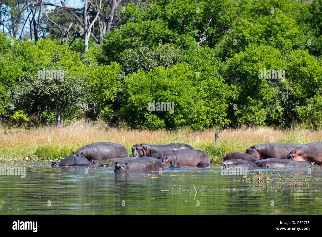 Hippo pool hi-res stock photography and images - Alamy