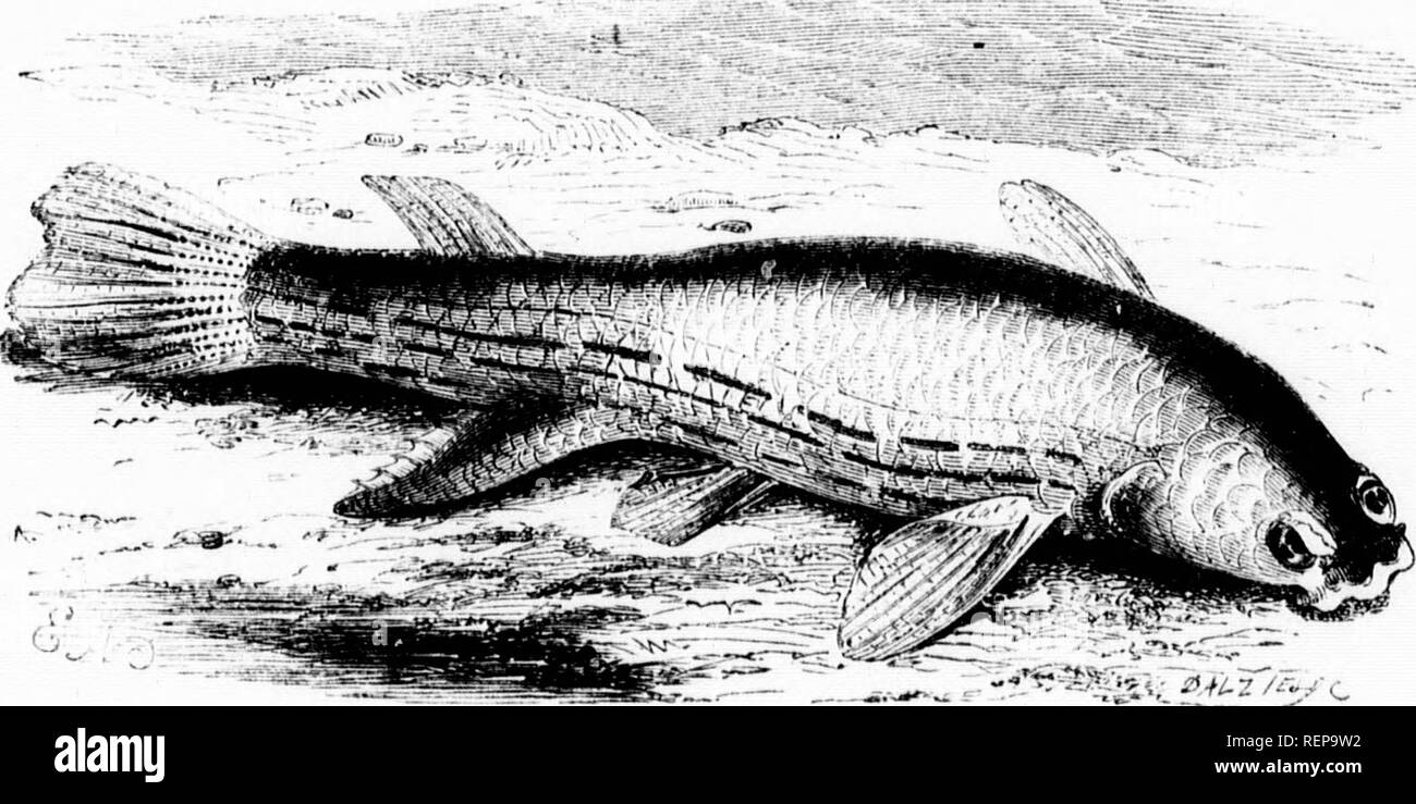 . The illustrated natural history [microform]. Reptiles; Fishes ...